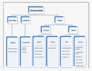 Taxonomy Of The Poaceae Family Of Grasses - Grasses PNG Image ...
