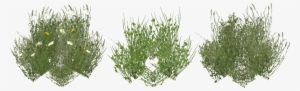 Tropical Tall Grass - Sweet Grass PNG Image | Transparent PNG Free ...