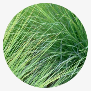 Native-grasses - Grasses PNG Image | Transparent PNG Free Download on ...