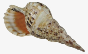 Conch Png - Conch Shell No Background PNG Image | Transparent PNG Free ...