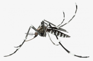 Vector Insects Mosquito - Mosquito Vector Png PNG Image | Transparent ...