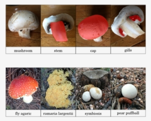 Free Montessori Mushrooms Nomenclature PNG Image | Transparent PNG Free ...