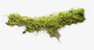 Download Moss Texture Png - Moss Png | Transparent PNG Download | SeekPNG