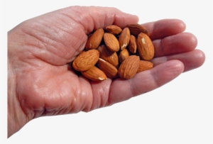 Enjoy A Healthy Handful Of Nuts - One Handful Nuts PNG Image ...