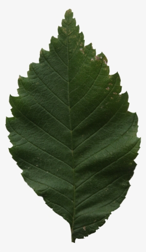 2d Leaves - Tree PNG Image | Transparent PNG Free Download on SeekPNG