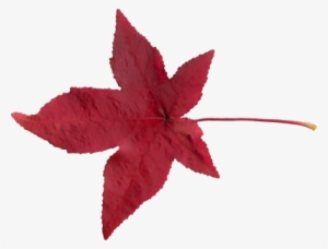 Mainpicture - Red Leaf Texture Png PNG Image | Transparent PNG Free ...