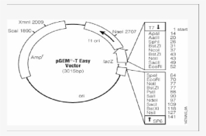 Pgem ® -t Easy Vector Circle Map - Pgem T Easy Vector PNG Image ...