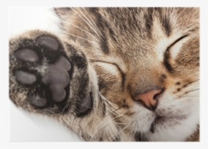 Sleeping Cat - Illustration PNG Image | Transparent PNG Free Download ...
