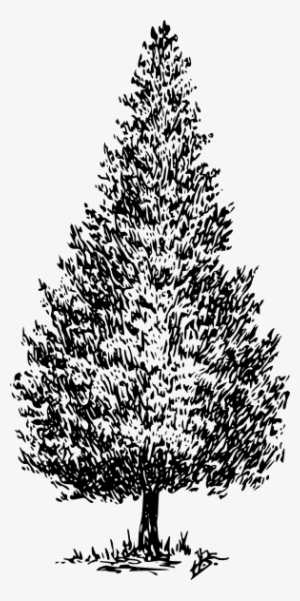 Download Arbre Photoshop Clipart Tree Drawing - Tree Sketch Png ...