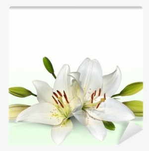 Easter Lily Flowers, Also Known As November Lilies - Lilies Png PNG ...