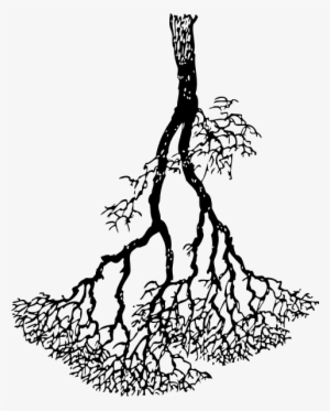 [computer Science Trees Grow From The Root Down] - Estrutura De Dados ...