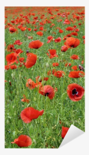 Poppy PNG Images | PNG Cliparts Free Download on SeekPNG