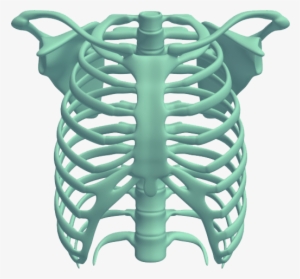 Beautiful Rib Cage Cartoon Skeleton Torso Halloween - Roblox T Shirts ...