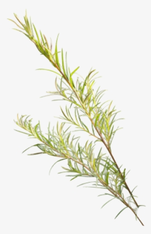 Tea Tree - Tea Tree Leaves Png PNG Image | Transparent PNG Free ...