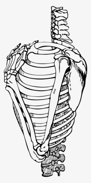 Beautiful Rib Cage Cartoon Skeleton Torso Halloween - Roblox T Shirts ...