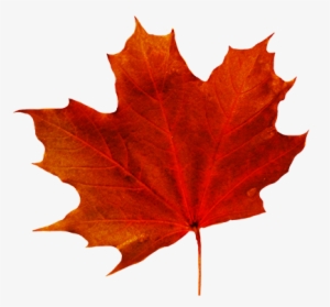 Leaves Clipart Transparent Background - Autumn Leaf No Background PNG ...