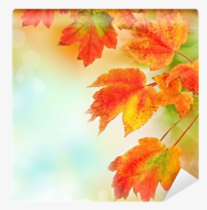Colorful Fall Leaves Background - Photography PNG Image | Transparent ...