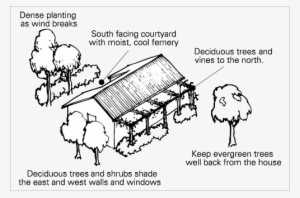 A Diagram Shows How Plants Can Provide Shade And Act - Shade PNG Image ...