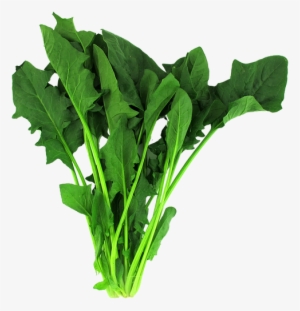 Mustard Greens Png Image2 - Mustard Greens Png PNG Image | Transparent ...