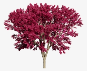 Tree, Nature, Isolated, Landscape, Spring, Leaf - Redbud Tree With ...