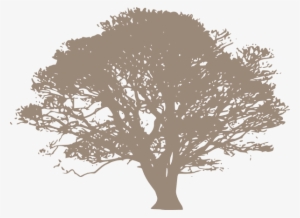 Download Olive Tree Trees - Olive Tree Cad Block | Transparent PNG ...