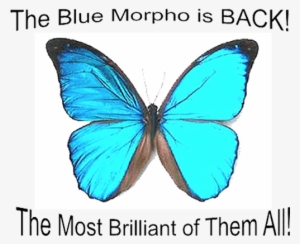 Morpho Godartii Didius, Steel Blue Morpho - Unmounted Butterfly PNG ...