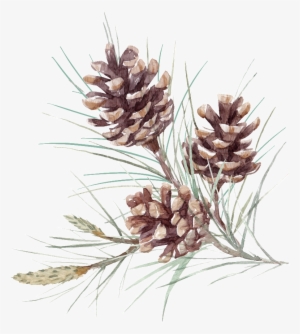 Hand Painted Realistic Full Pine Nut Png Transparent - Fir PNG Image ...