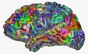 Brain Dictionary Fmri PNG Image | Transparent PNG Free Download on SeekPNG