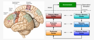 Motor Brain Areas - Primary And Secondary Motor Areas PNG Image ...