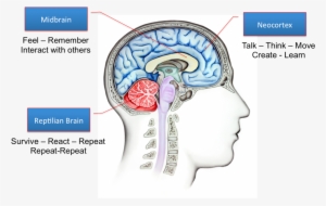 Brains-1200x743 - Triune Brain Theory Transparent Png PNG Image ...