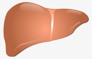 201405 Liver - Liver Png PNG Image | Transparent PNG Free Download on ...