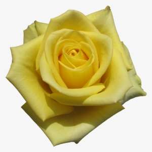 Rose Stardust - Stardust PNG Image | Transparent PNG Free Download on ...