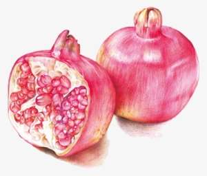Drawing Colored Pencil Watercolor Painting - Fruit Artists Coloured ...
