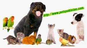 Group Of Pets PNG Image | Transparent PNG Free Download on SeekPNG