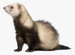 Ferret Png Free Download - Ferret Muzzle PNG Image | Transparent PNG ...