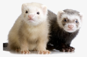 Ferrets - White And Brown Ferrets PNG Image | Transparent PNG Free ...