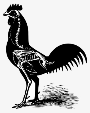 Big Image - Chicken Skeleton PNG Image | Transparent PNG Free Download ...