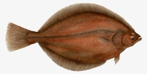 Plaice - Plaice Fish PNG Image | Transparent PNG Free Download on SeekPNG