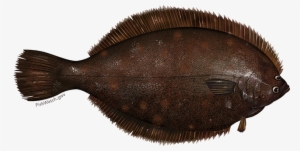 Winter Flounder PNG Image | Transparent PNG Free Download on SeekPNG