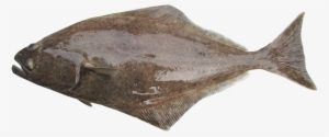 Pacific Halibut PNG Image | Transparent PNG Free Download on SeekPNG