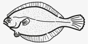 Download Plaice - Plaice Fish | Transparent PNG Download | SeekPNG