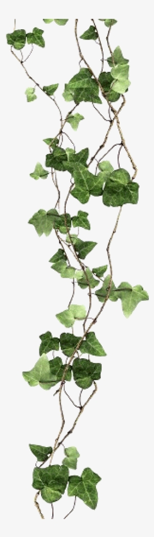 Kudzu Project - Transparent Background Vine Png PNG Image | Transparent ...