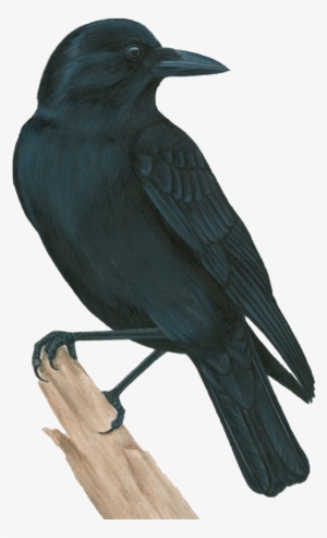 American Crow - Cuervo Ave PNG Image | Transparent PNG Free Download on ...