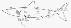 Outline Of A Representative Shortfin Mako Shark Isurus - Mako Shark ...