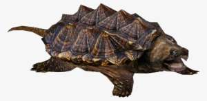 Alligator Snapping Turtle 3 - Snapping Turtle Png PNG Image ...