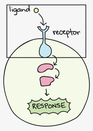 Stages Of Signal Transduction - Cellular Response PNG Image ...