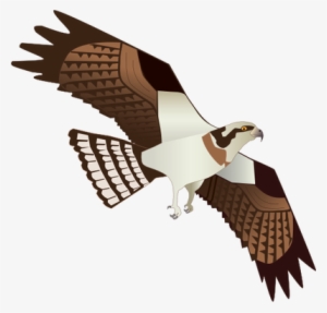 Osprey Png PNG Image | Transparent PNG Free Download on SeekPNG