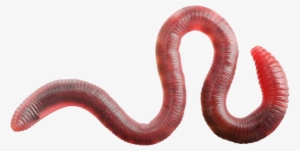 Worm PNG Images | PNG Cliparts Free Download on SeekPNG