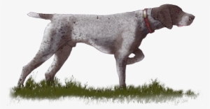 Arrow Image, Pointer Dog, Pointers, Stylus - Dog Facing Right Drawing ...