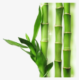 Bamboo Transparent Background - Transparent Background Bamboo ...